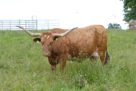 Aa Sunny Seven Texas Longhorn Ranch
