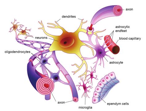 Microglial Cells Diagram