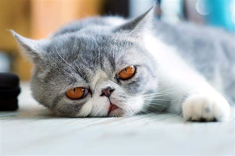 Exotic Shorthair Cat With Flat Face