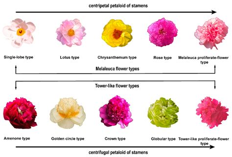 Plastid Phylogenomics Of Paeonia And The Evolution Of Ten Flower Types In Tree Peony