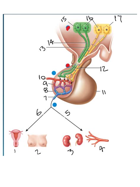 Endocrine Diagram Quizlet Endocrine Diagram Quizlet