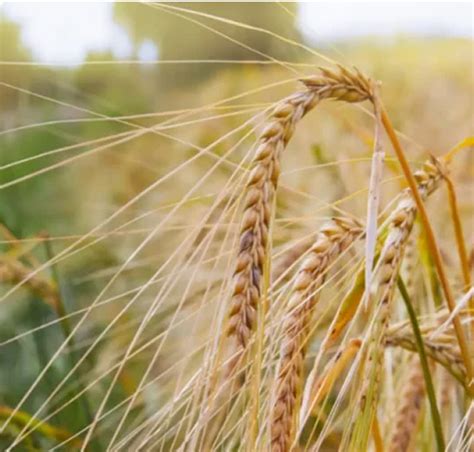 Genotyping Vs Sequencing Whats The Difference