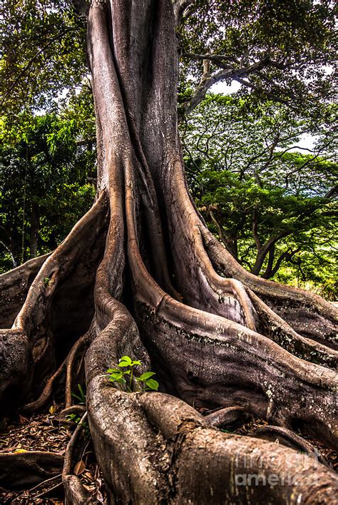 Jurassic Park Tree Roots Photograph By Blake Webster Fine Art America