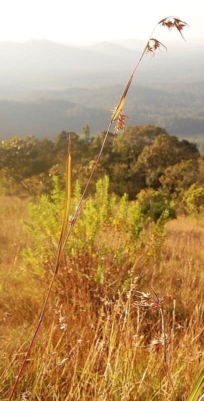 Themeda Triandra Eflora Of India