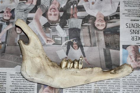 I Found This Sheepgoat Skull With An Abnormality Involving The Upper Teeth A Major Gap Between