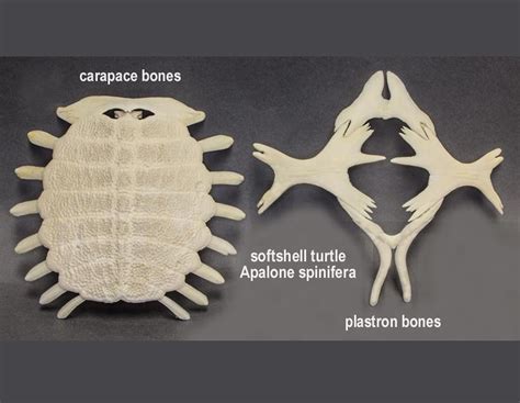 softshell turtle drawing fossil lady