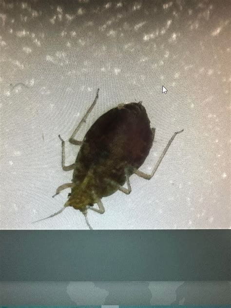 Aphid Identification Rwhatsthisbug
