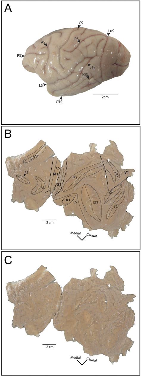 Fig S1 A A Lateral View Of The Intact Left Hemisphere Of A Baboon