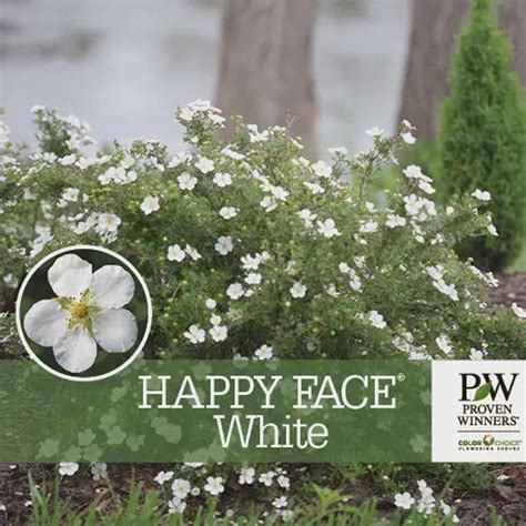 Happy Face White Potentilla 4 Pot Size All Summer Flowering