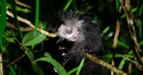 10 Fun Facts About Aye Ayes And Answers To The Most Common Aye Aye Faqs