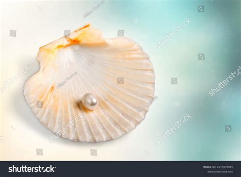 Fan Shaped Edible Shellfish At Amy Dixon Blog