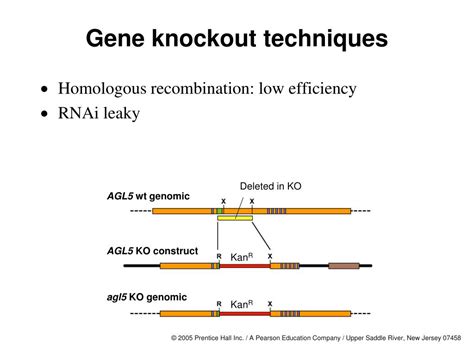 Ppt Chapter 19 Genomics And Agriculture Powerpoint Presentation Free