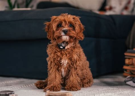 Cavapoo Breed Guide Temperament Training Health Issues