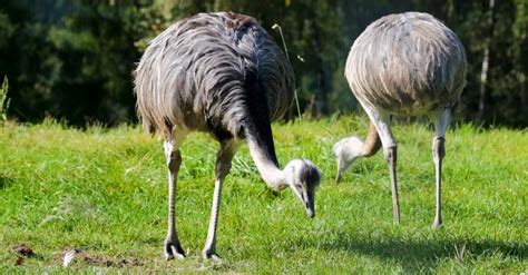 Flightless Greater Rhea Birds On Green Grass Free Stock Video Footage Royalty Free 4k And Hd
