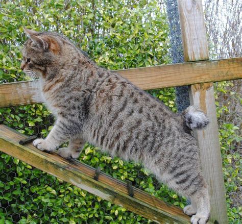 30 Ideias De Gato Pixie Bob Pixie Bob Gatos Domésticos Raças De Gatos