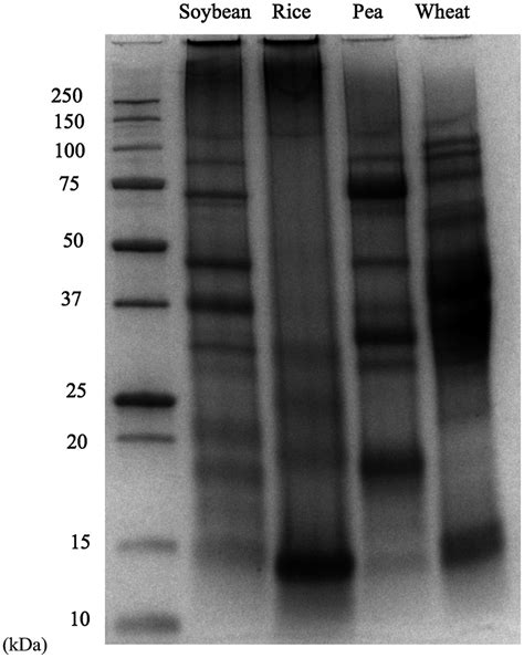 Sds‐page Analysis Of Soybean Rice Pea And Wheat Proteins Under