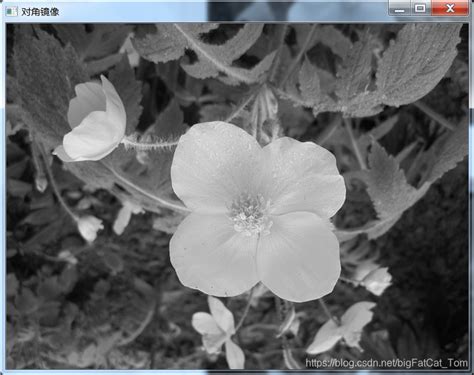 【opencv】实现图像水平竖直以及对角镜像 任选一幅图像 实现图像的水平、垂直以及对角镜像变换 csdn博客