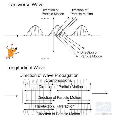 Are Sound Waves Longitudinal Or Transverse Interactive Workybooks