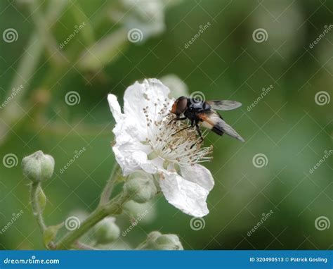 Pellucid Fly Pellucid Hoverflies Large Pied Hoverfly Volucella