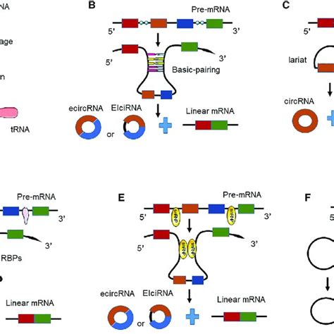 Schematic Diagram Showing The Proposed Models Of Circular Rna Circrna