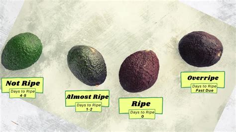 What Happens If You Eat A Rotten Avocado Just Pure Gardening