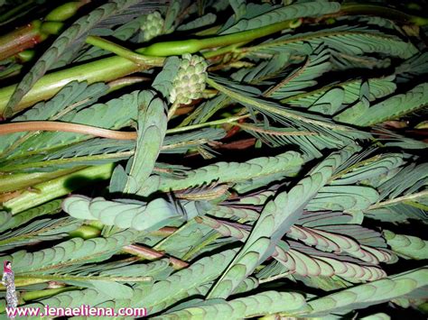 Pucuk Geti Atau Pucuk Turi Dan Khasiatnya Iena Lifestyle Blogger