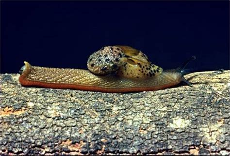 Snail Taxonomy Facts About Snails