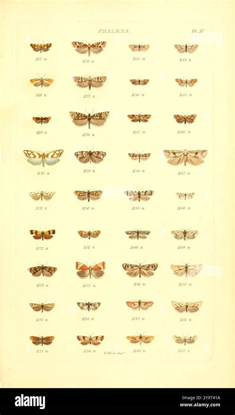 Index Entomologicus London William Wood 1839 Butterflies
