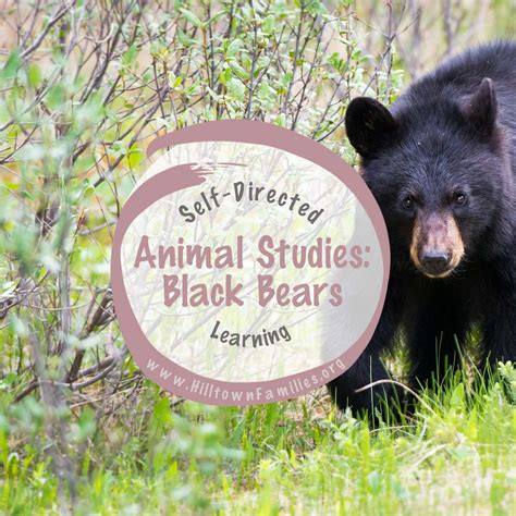 The Fascinating Autumn Behavior Of New Englands Black Bears Hilltown