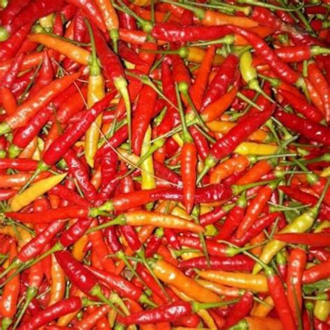 Detail Gambar Jenis Jenis Cabe Di Indonesia Koleksi Nomer 26