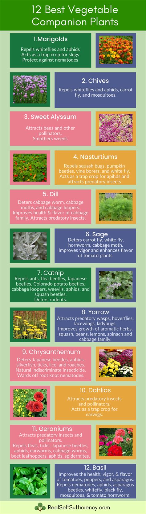 12 Best Herbs And Flowers For Companion Planting With Vegetables