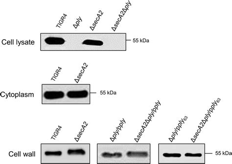 Western Blot Analysis Of Whole Cell Lysates And Fractionated S