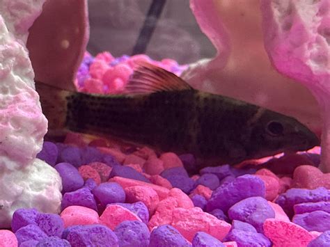 Help Identifying Fish Rwhatisthisfish