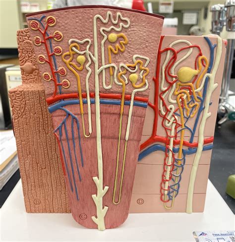 Nephron Diagram Quizlet