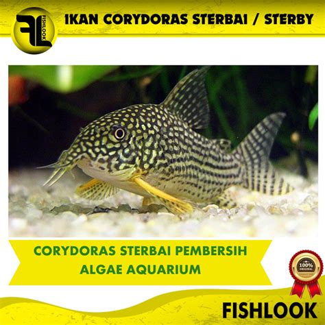 Jual Ikan Hias Corydoras Sterbai Algae Eater Pembersih Aquarium
