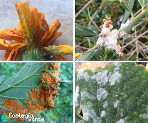 Plagas Y Enfermedades De Las Plantas Listas Y Cómo Eliminarlas Artofit