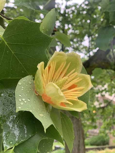 Tree With Rounded Maple Esque Leaves Sprouting These Large Blossoms In Pittsburgh Pa Anyone