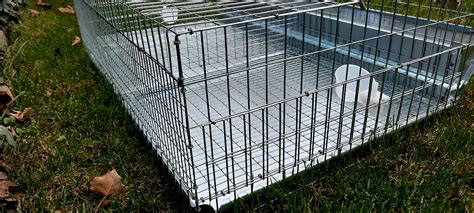 Cusca Pentru Tineret De Prepelita Microferma Prepelite Craiova