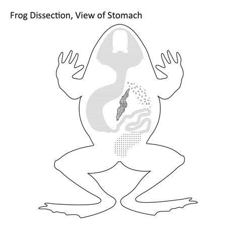 Frog Dissection Frog Scienstructable Template