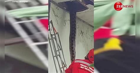 A Fat Python Came Out From The Roof Of The House The Senses Of The