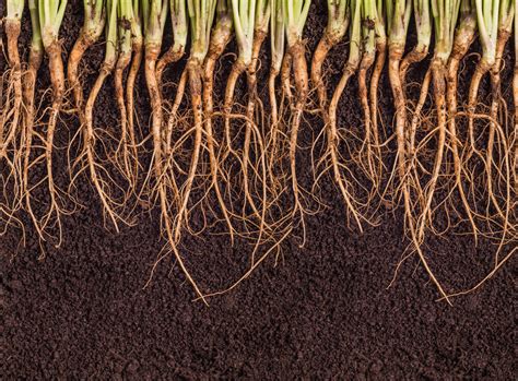 Healthy Plant Roots
