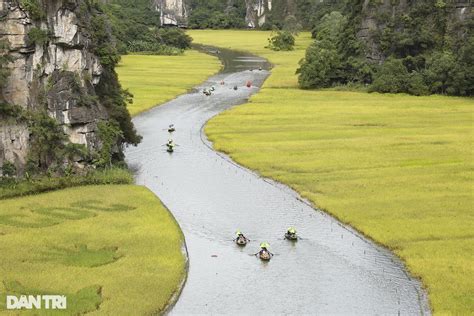 Đồng Lúa Tam Cốc Chín Vàng Rực Trong Miền Di Sản Thiên Nhiên Thế Giới Báo Dân Trí