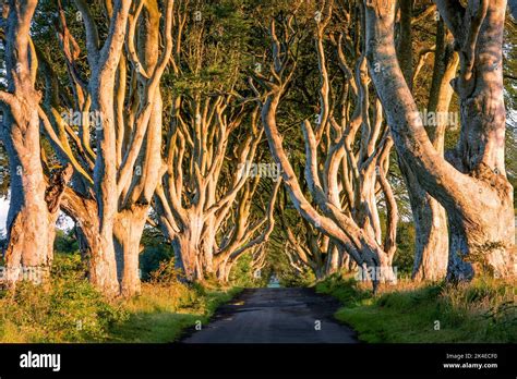 Dark Hedges Romantic Majestic Atmospheric Tunnel Like Avenue Of