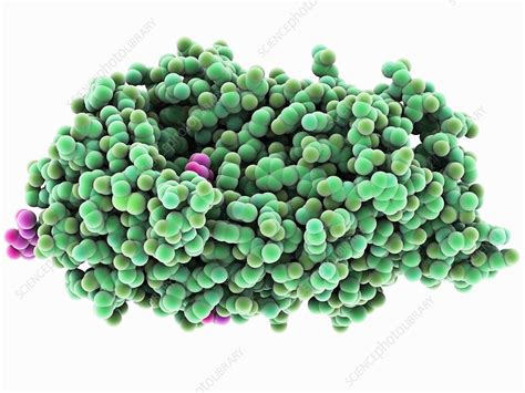 Amylase Enzyme Stock Image C026 6043 Science Photo Library