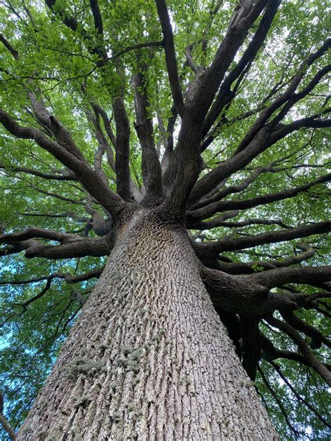 Les Arbres Remarquables En Forêt De Rambouillet Office De Tourisme De