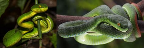 Pit Viper Head Shape