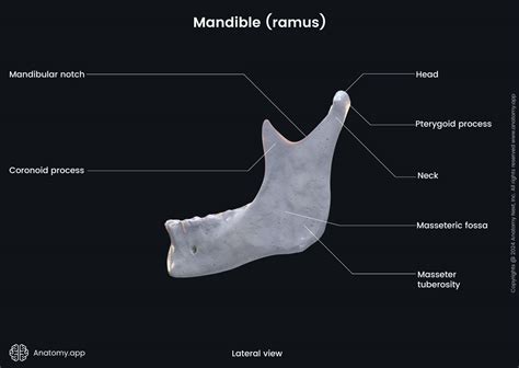 Ramus Of Mandible Anatomy App