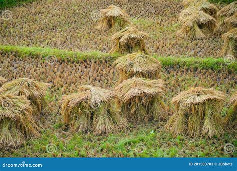 Heap Of Reaped Paddy Kept In A Paddy Field Before Threshing Stock Image