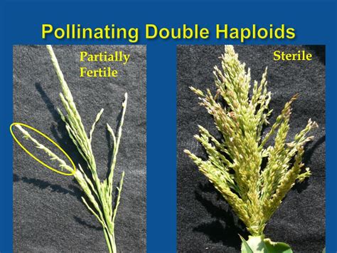 Ppt Double Haploid Application To Allelic Diversity Germplasm