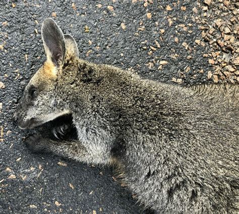 Swamp Wallaby From Desert Camp Sa 5271 Australia On April 28 2023 At